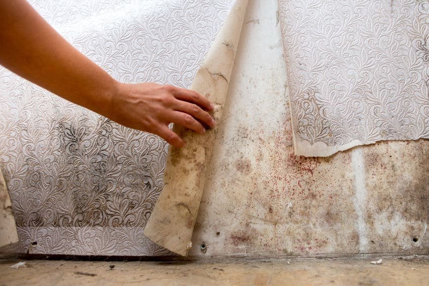 How Flooding Causes Mold Growth? | Mammoth Restoration